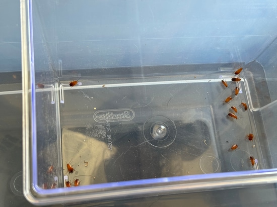 500 Small Red Runners Cockroach by Nature’s Hidden Jewels