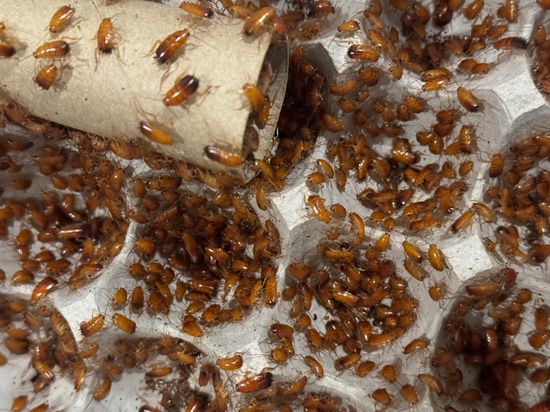 100 Small Red Runners Cockroach by Nature’s Hidden Jewels