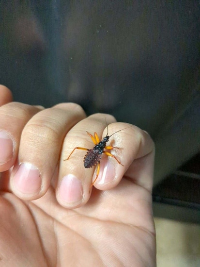 Psytalla Horrida Nymphs Assassin Bug by Nature’s Hidden Jewels