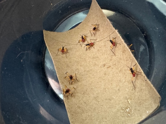 Platymeris Biguttatus Nymphs Groups Of 5 Assassin Bug by Nature’s ...