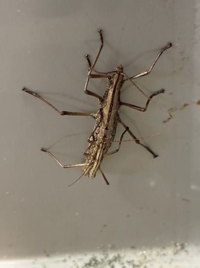 Two-striped Stickbug Stick Insect by Nature’s Hidden Jewels