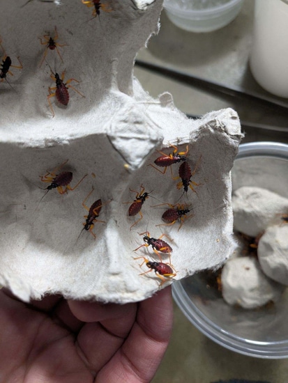 Psytalla Horrida Nymphs Assassin Bug by Nature’s Hidden Jewels