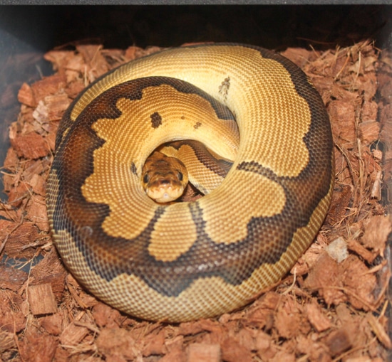 Clown 66% Het Ultramel Pos Het Pied Ball Python by Sikwitit ballpythons