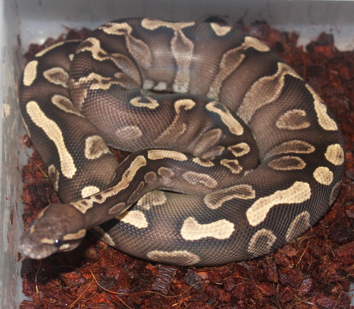 Ghi Phantom Ball Python by Sikwitit ballpythons - MorphMarket