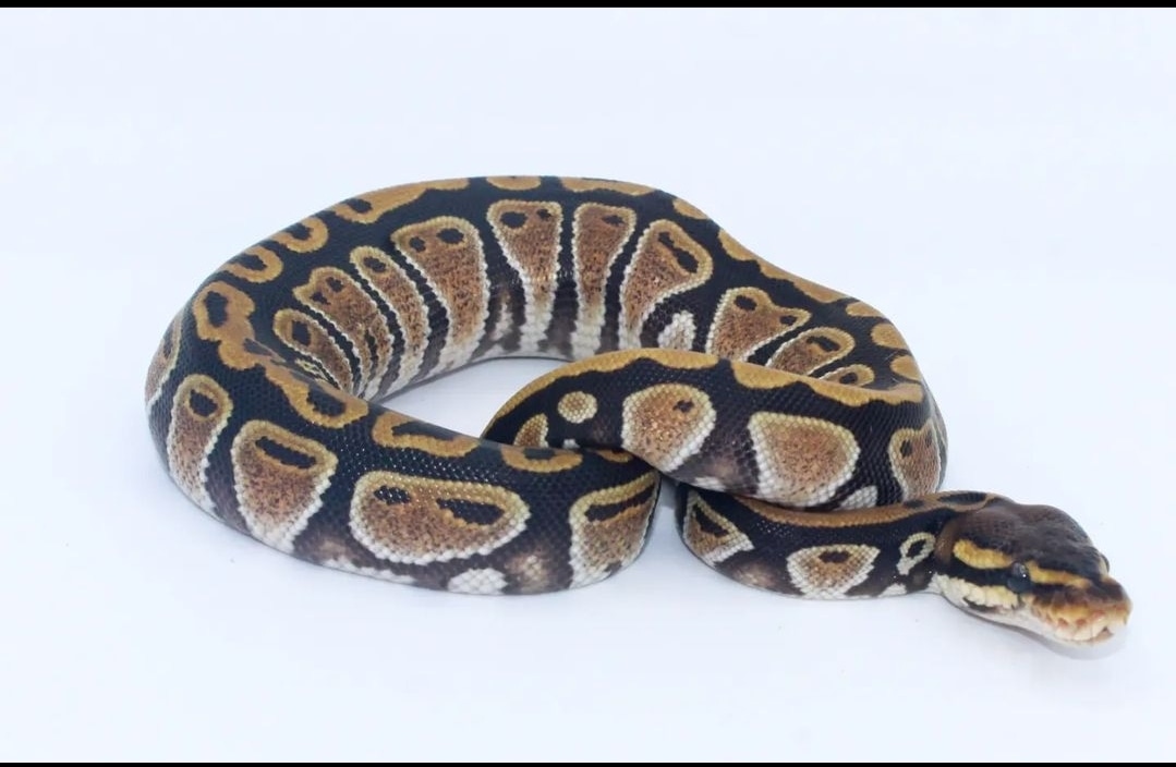 Cypress Ball Python by Sikwitit ballpythons - MorphMarket