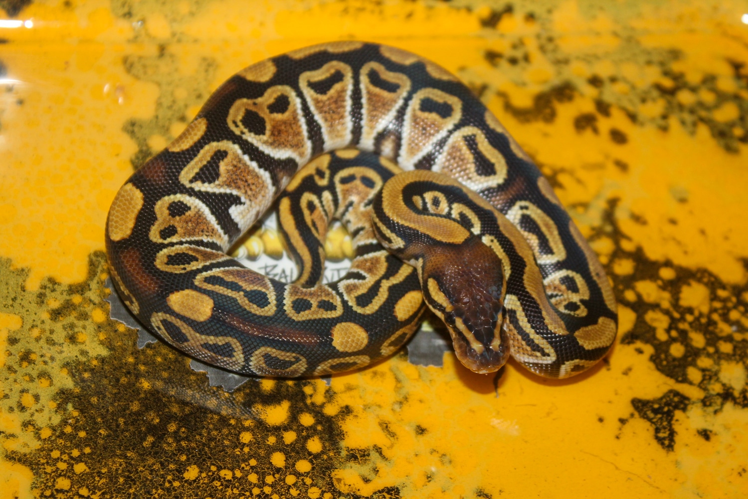 Cypress Het Clown Ball Python by Sikwitit ballpythons - MorphMarket