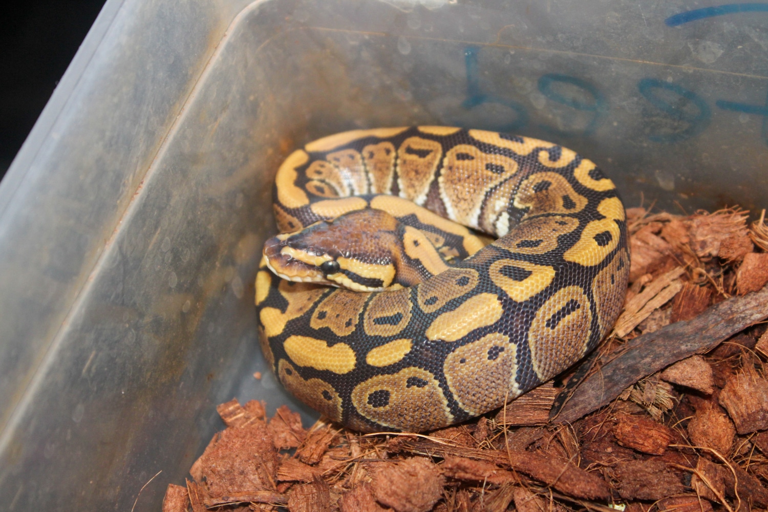Redstripe Het Ultramel Ball Python by Sikwitit ballpythons - MorphMarket