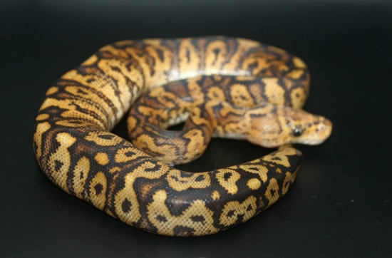 Ghi Spotnose Stranger Redstripe Clown Ball Python by Sikwitit ballpythons