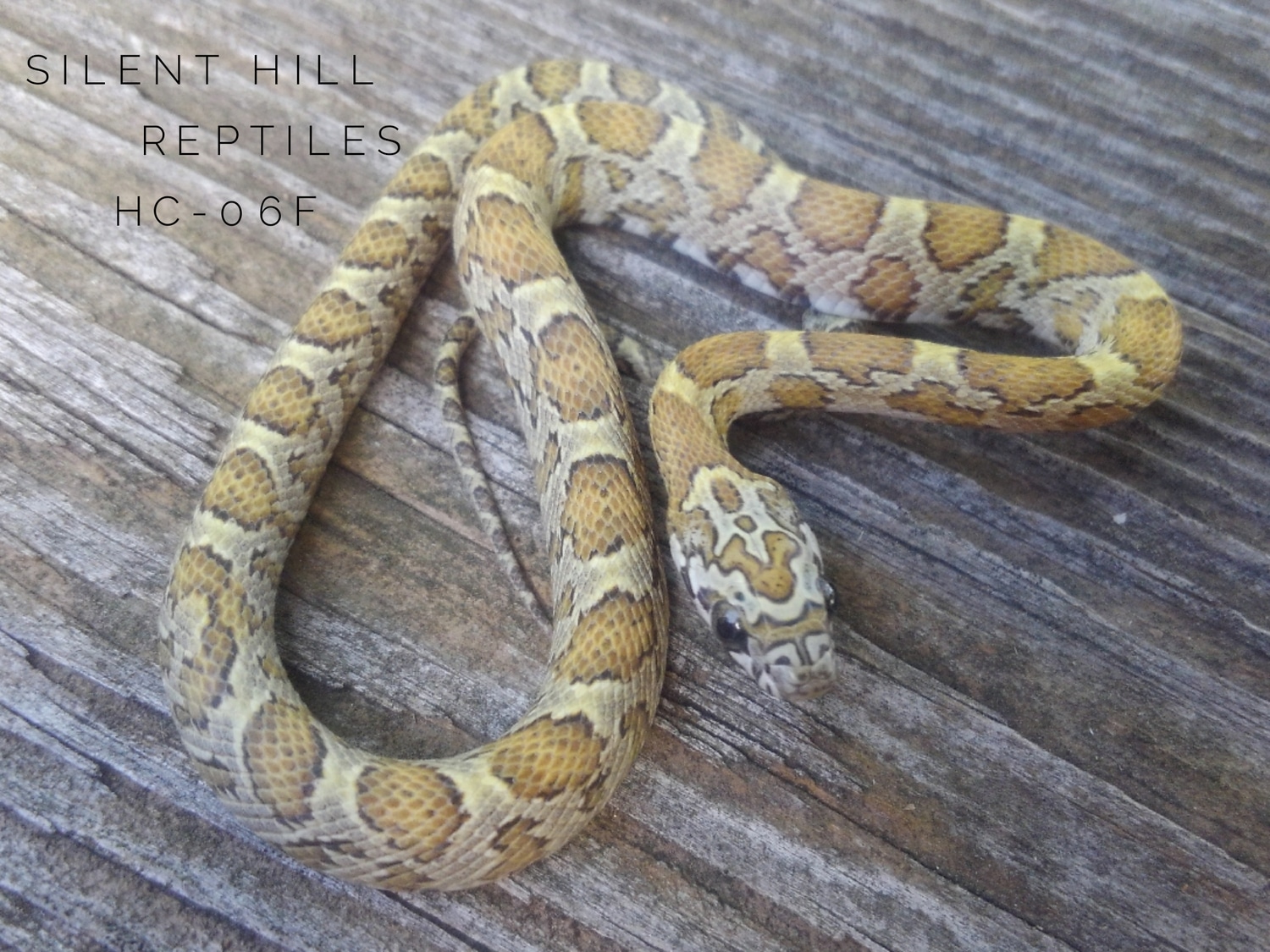 Female Honey Het Diffused, 50% Ph Cinder HC-06F Corn Snake by Silent ...