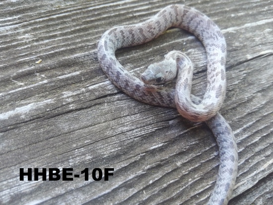 Caramel Miami Shatter HHBE-10F Corn Snake by Silent Hill Reptiles
