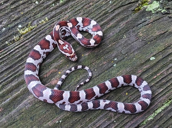 Miami 66%ph Hypo 50%ph Amel, Motley Corn Snake by Silent Hill Reptiles