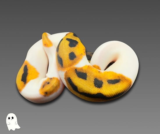 Orange Dream Pied 🎃🙂 (Double Emoji) Ball Python by Little Ghost Reptiles