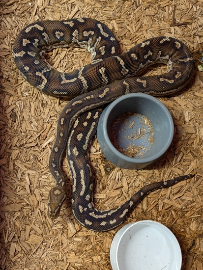 Angolan Angolan Python by Squamata Labz