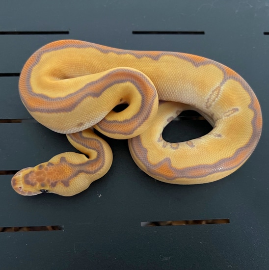 Banana Cinnamon Enchi Red Stripe Clown Ball Python by Maple Morphs