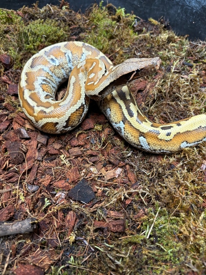 Matrix Het For T+ Albino Possible Het For T- Albino Blood Python by ...