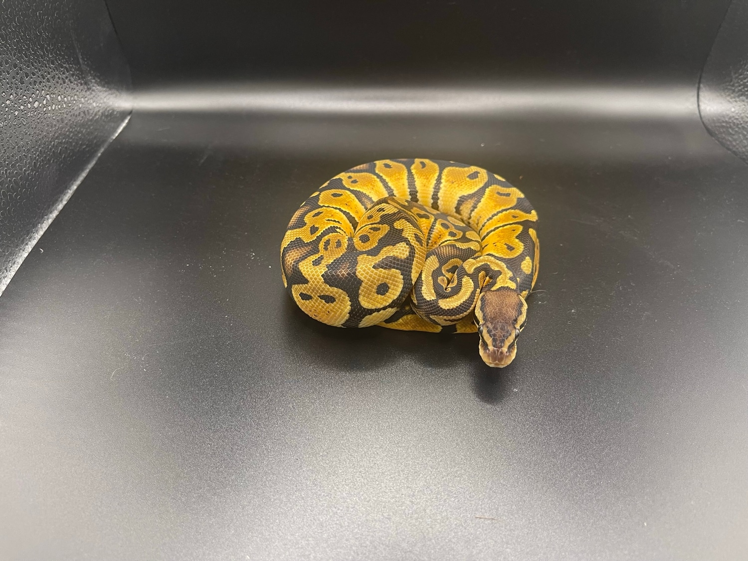 Pastel Ball Python by Silver Dragon Morphs - MorphMarket