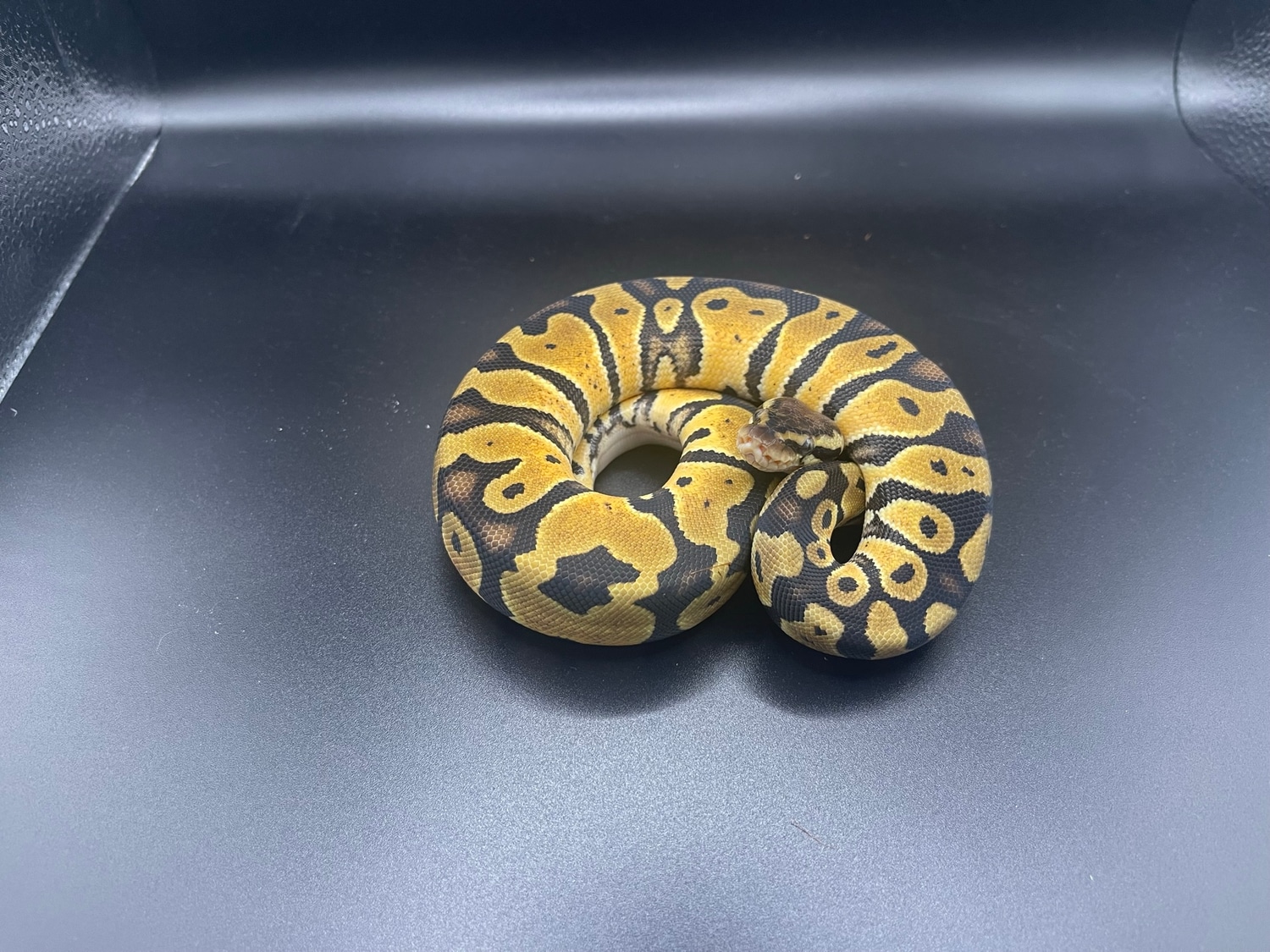 Pastel Ball Python by Silver Dragon Morphs - MorphMarket