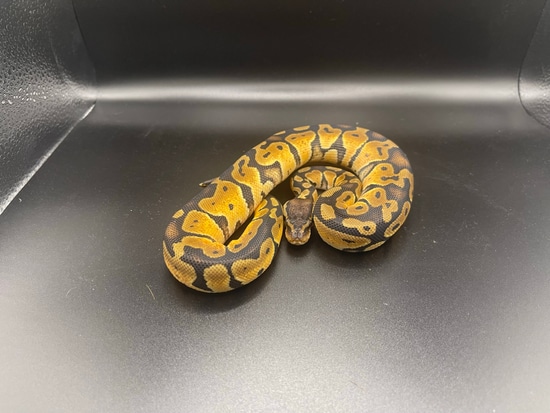 Pastel Ball Python by Silver Dragon Morphs