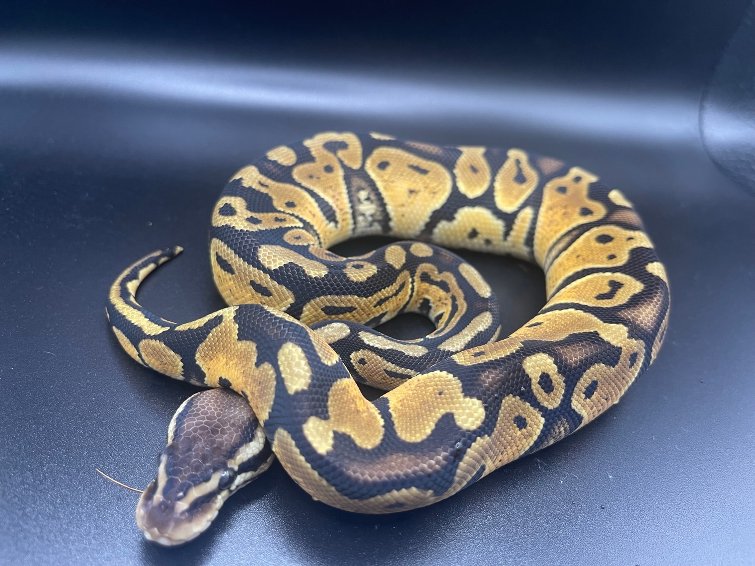 Pastel Ball Python by Silver Dragon Morphs - MorphMarket