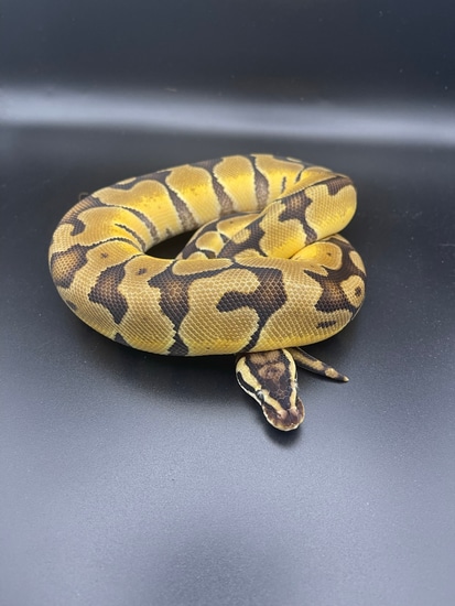 Pastel, Enchi Ball Python by Silver Dragon Morphs
