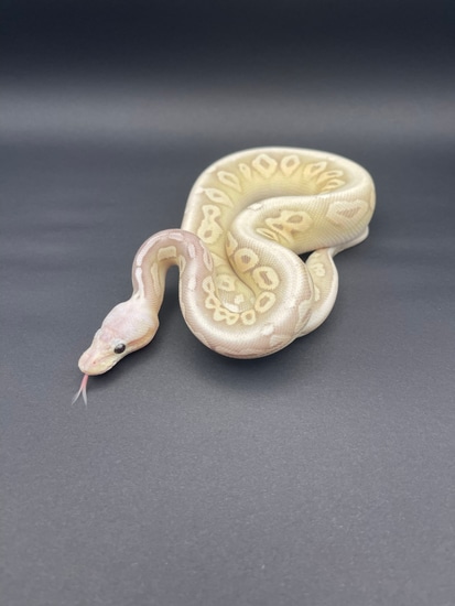 Silverstreak Ball Python by Silver Dragon Morphs