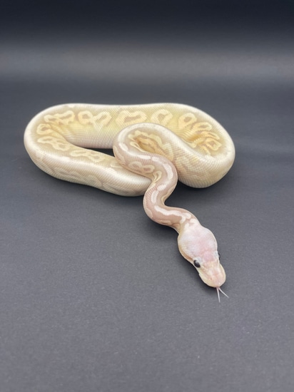 Silverstreak Ball Python by Silver Dragon Morphs