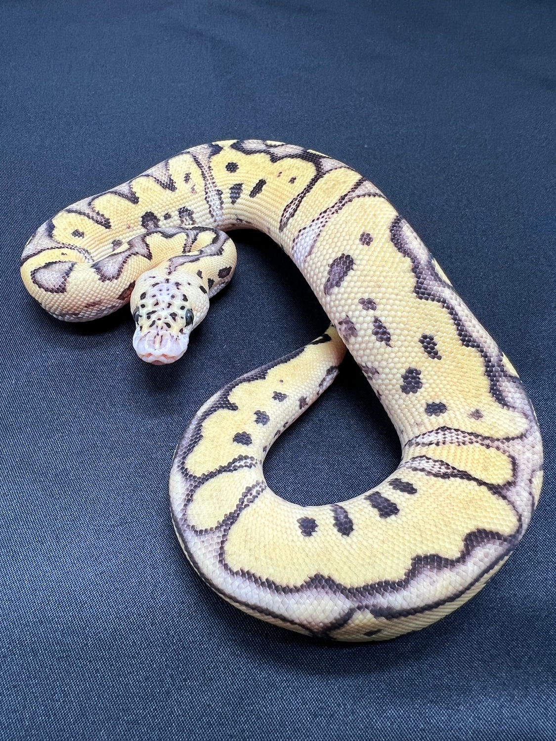 Firefly Clown Ball Python by Silver Fox Exotics - MorphMarket