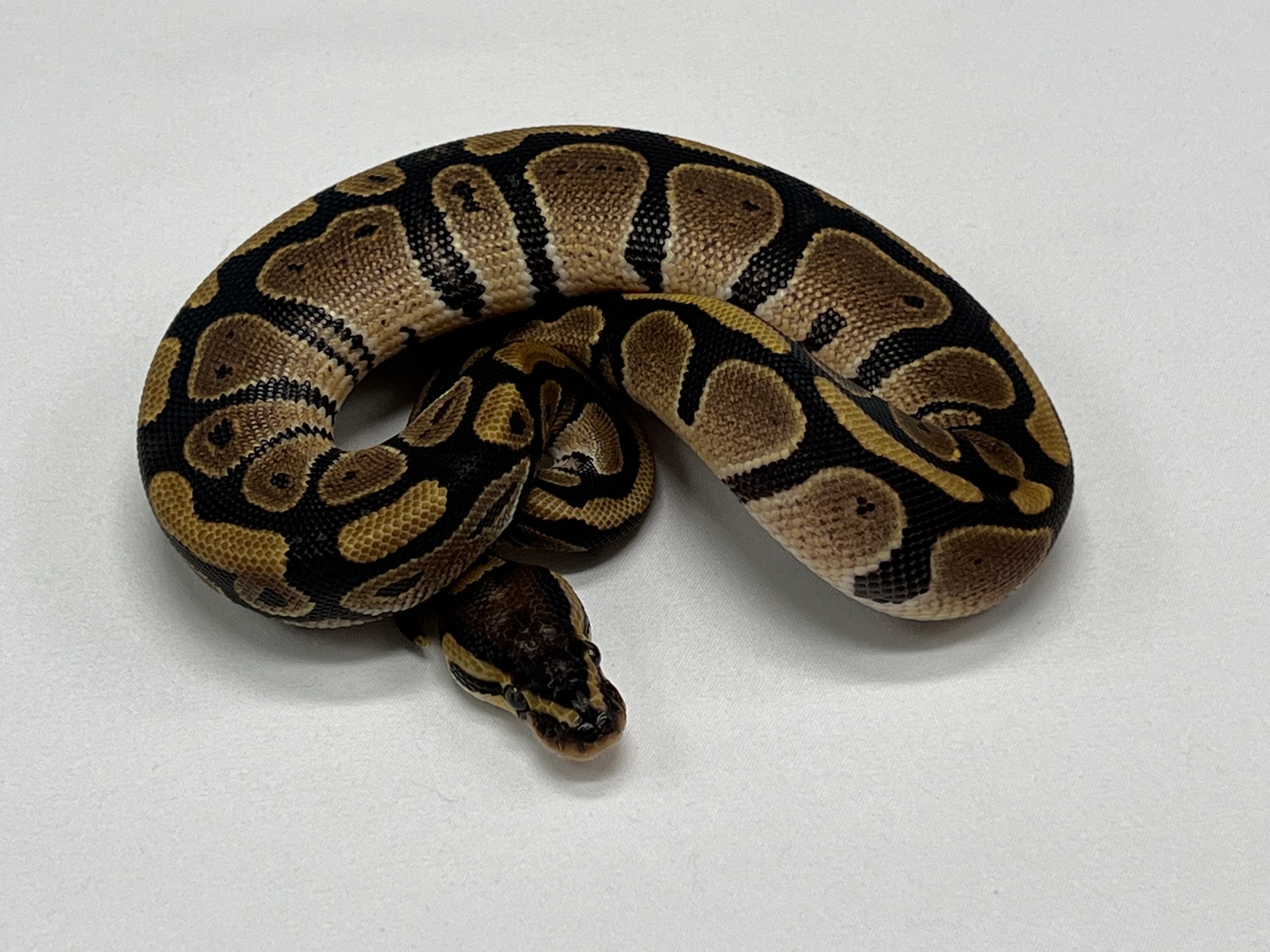 Het Pied Ball Python by Silver Fox Exotics - MorphMarket