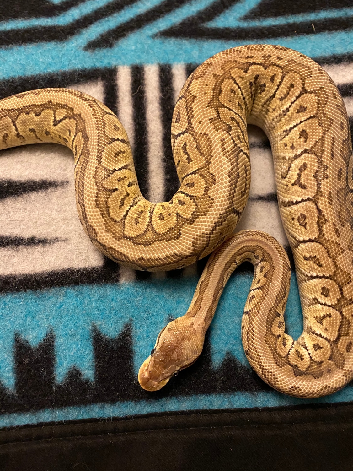 Jigsaw Ball Python by Atomic Exotics - MorphMarket