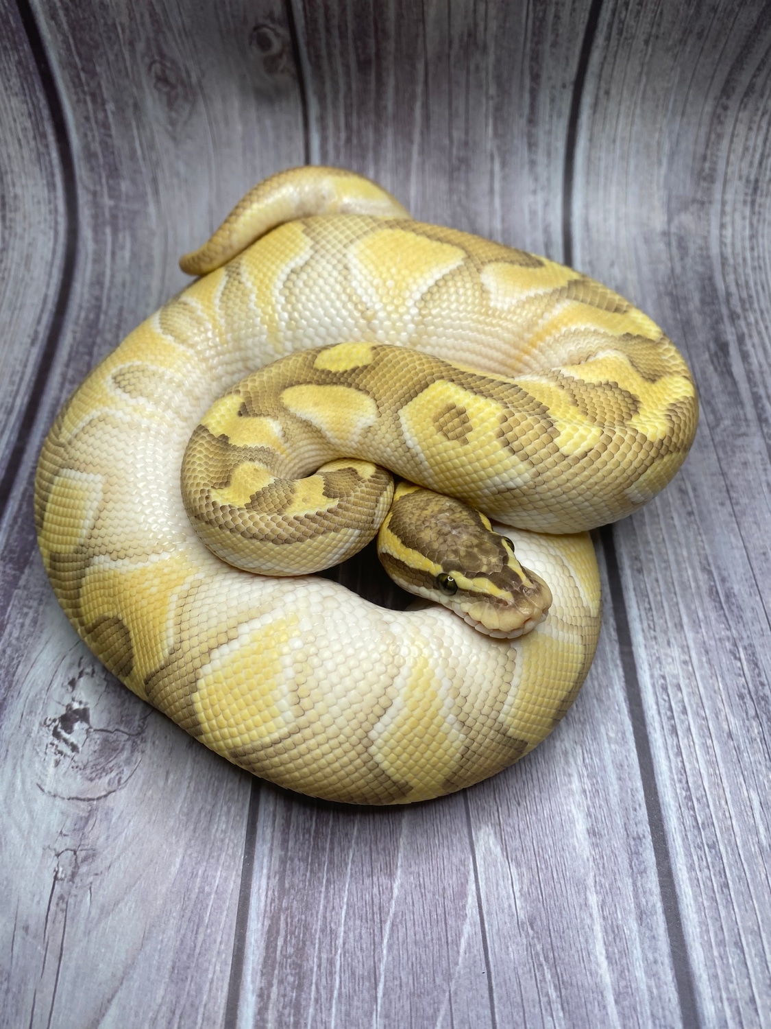 Pastel Butter Enchi OG Ball Python by Atomic Exotics - MorphMarket