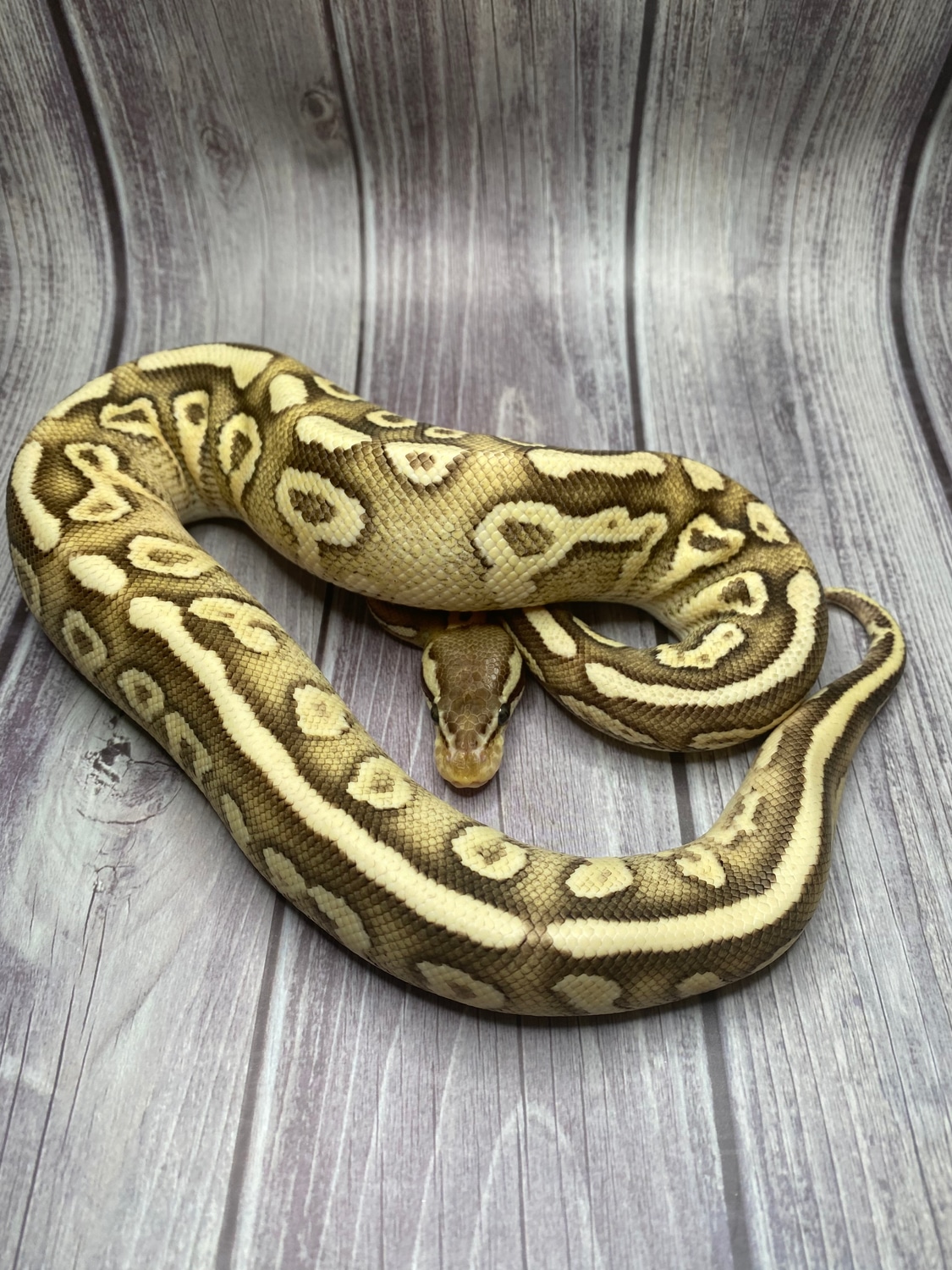 Fire Pastel Mojave Possible YB Ball Python by Atomic Exotics - MorphMarket