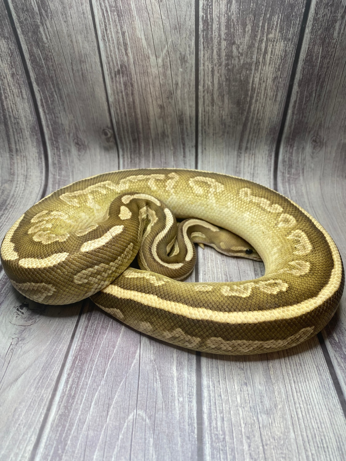Proven Black Pastel Mojave Fire Ball Python by Atomic Exotics - MorphMarket