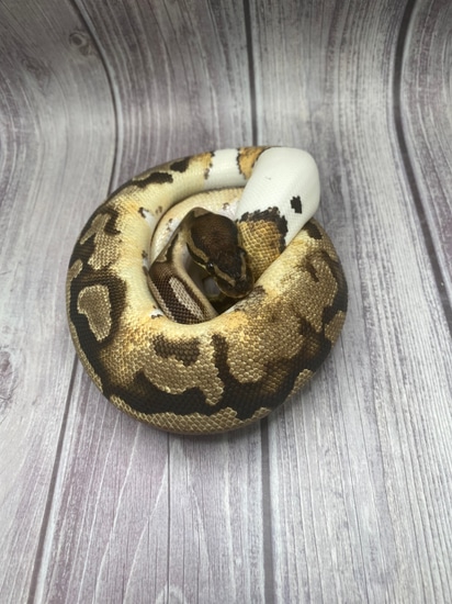 Low White Pied Ball Python by Atomic Exotics