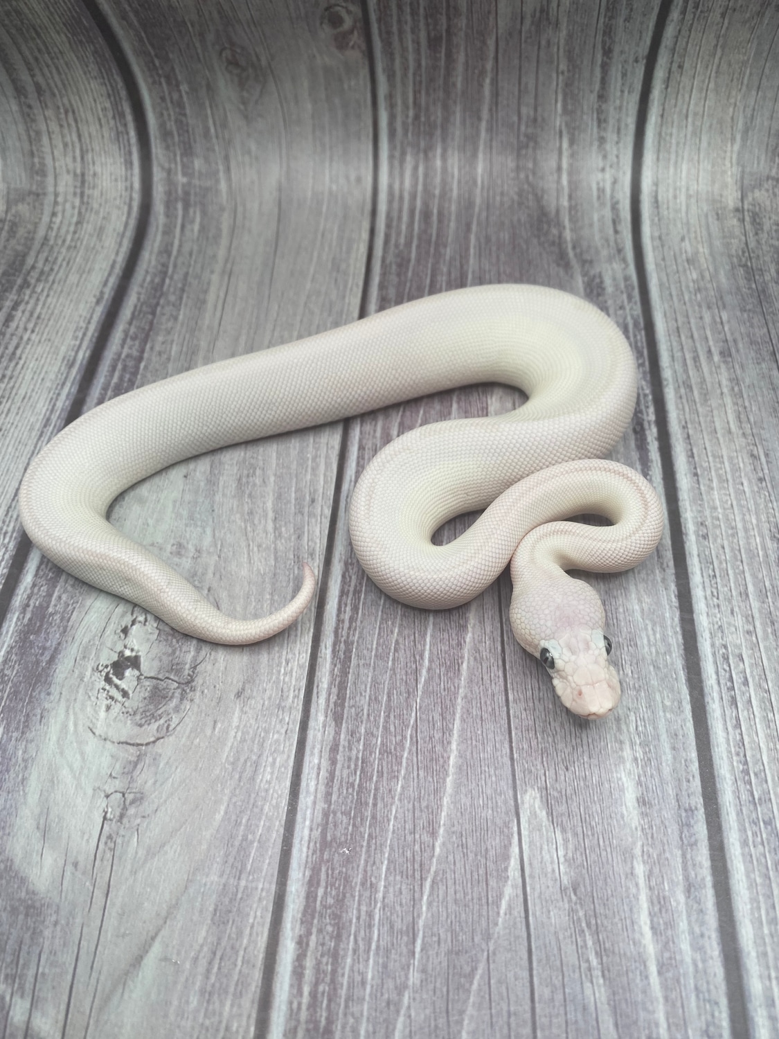 Blue Eyed Lucy Ball Python by Atomic Exotics - MorphMarket