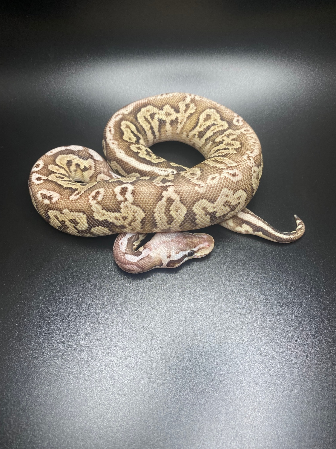 Black Pewter Fire Ball Python by Atomic Exotics - MorphMarket