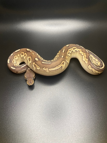 Cinnamon Mojave Yb Ball Python by Atomic Exotics