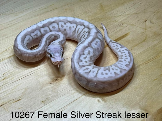 Female Silver Streak Lesser Ball Python by Silver Scales