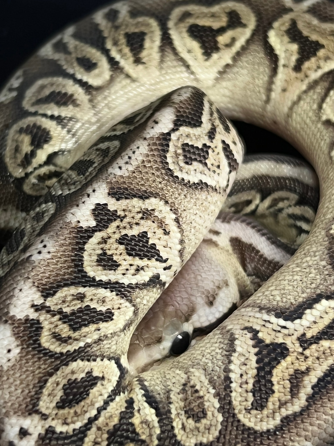 *On SALE* Black Pewter DH Clown/Hypo Ball Python by Silver Scales ...