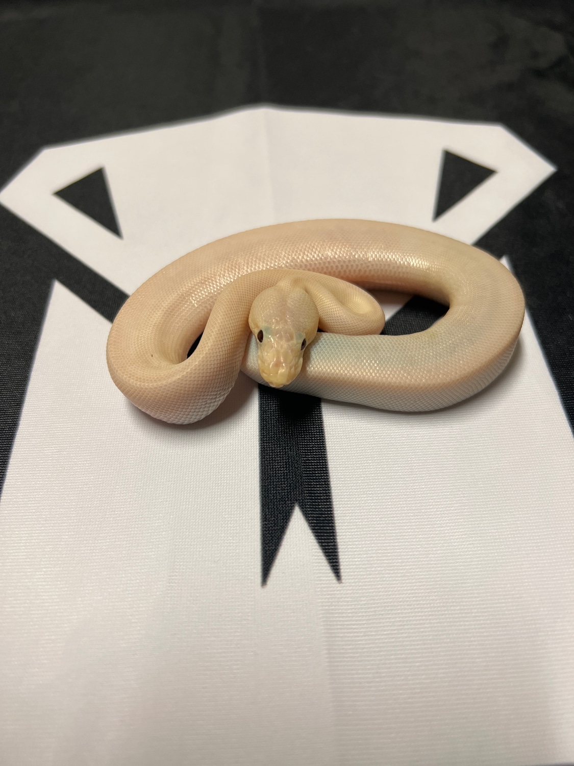 Super Pastel Banana Champagne Ball Python by Silver Scales - MorphMarket