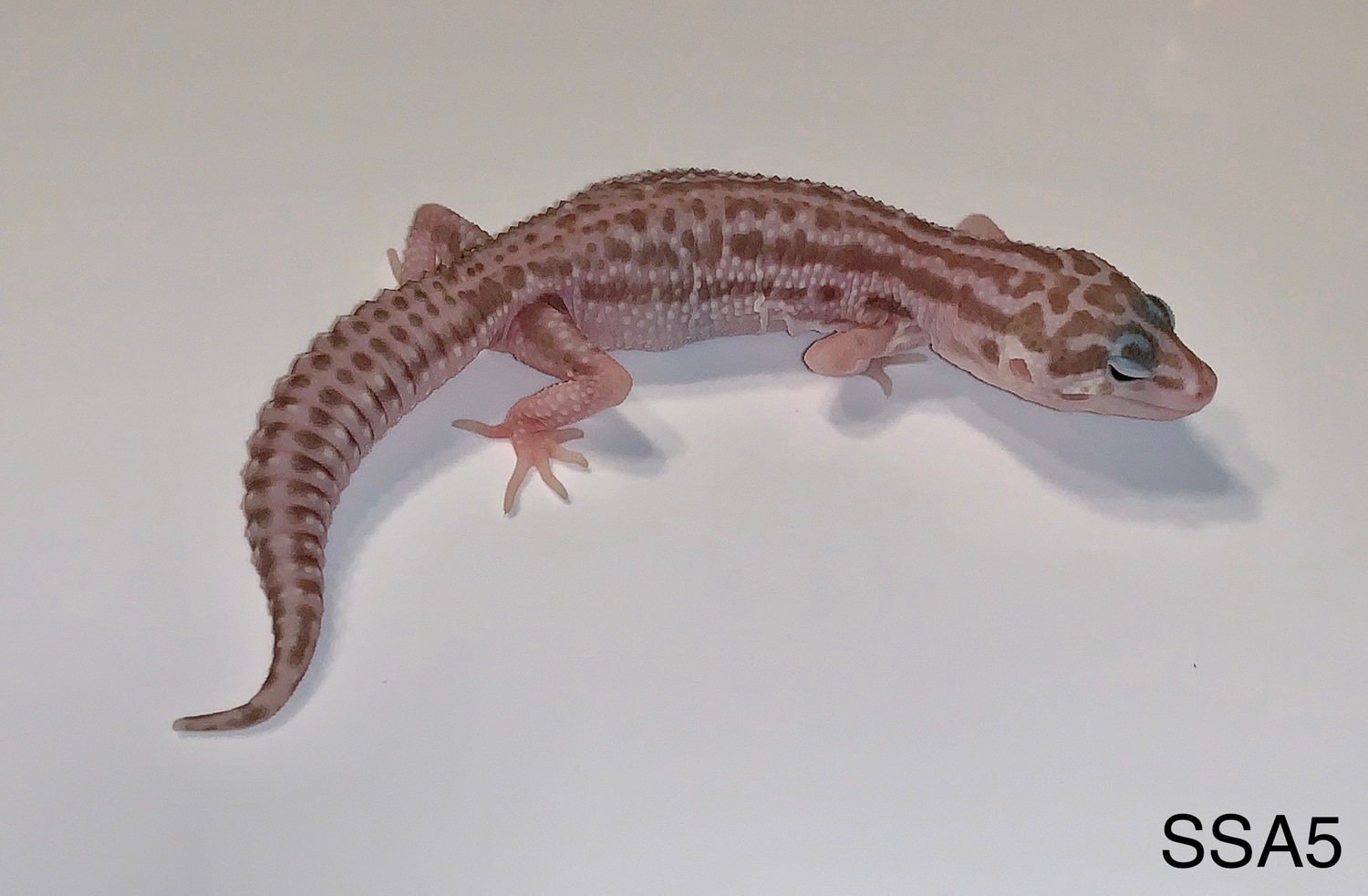 Super Snow Tremper, 66% Eclipse Leopard Gecko by Silver’s Geckos ...