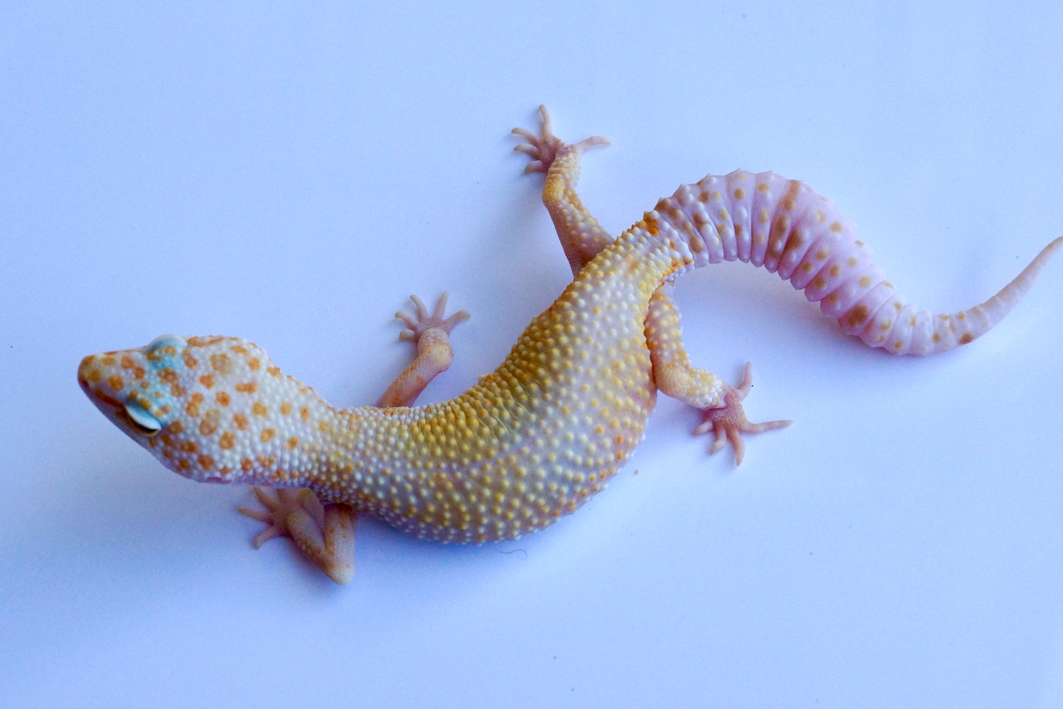 Rainwater Enigma Het Cyclone Leopard Gecko by Silver’s Geckos - MorphMarket