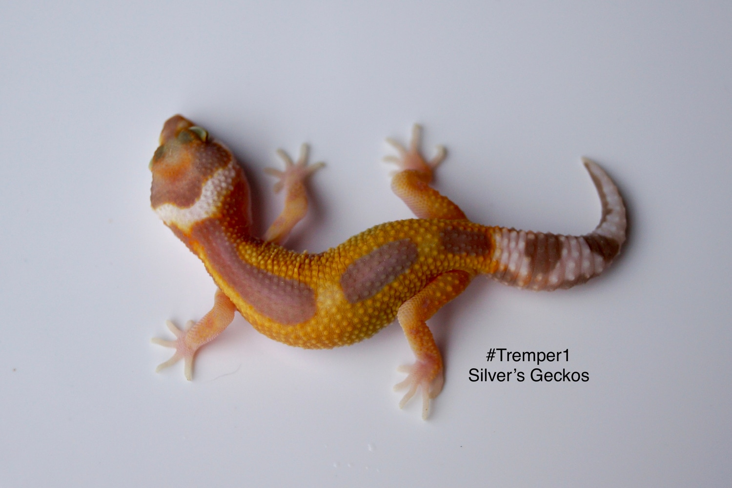 TSF Reverse Stripe Tangerine Tremper, Het Eclipse Leopard Gecko by ...