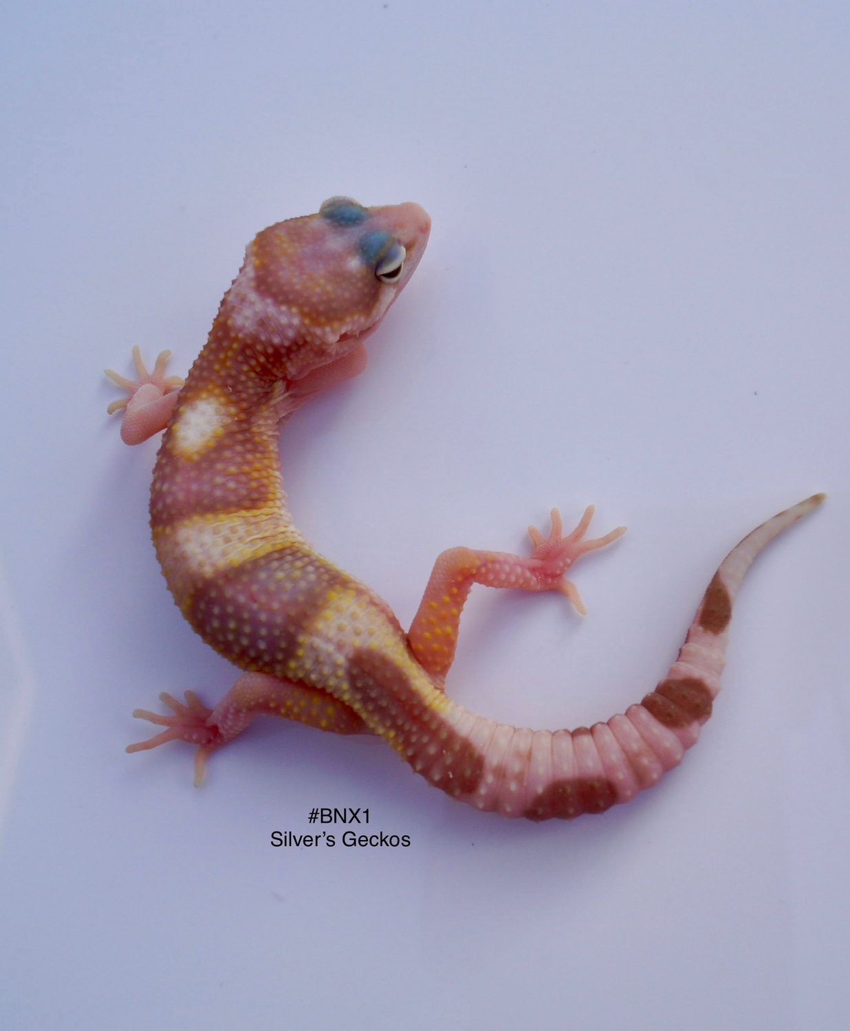 TSF Black Night (25%) Mack Snow Tremper Eclipse Leopard Gecko by Silver ...