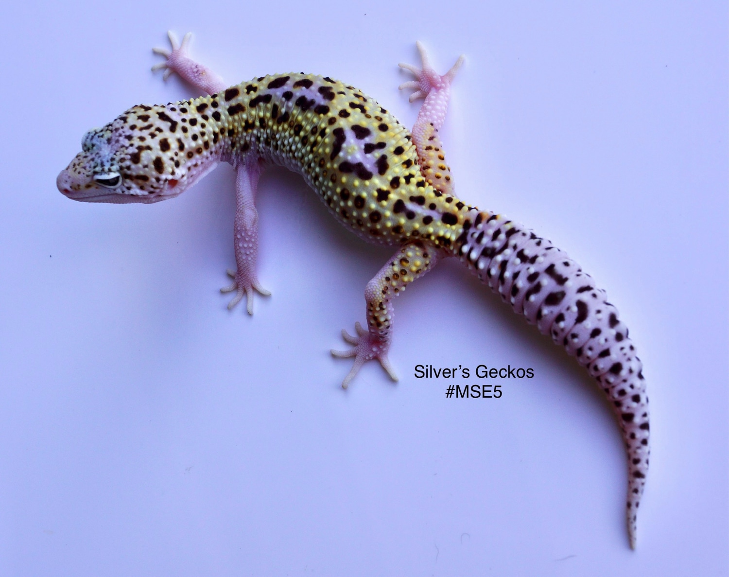 Pied Mack Snow Eclipse, 50% Ph Tremper Leopard Gecko by Silver’s Geckos ...