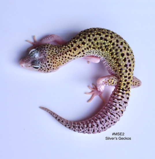 Pied Mack Snow Eclipse Reverse Stripe, 50% Ph Tremper Leopard Gecko by ...