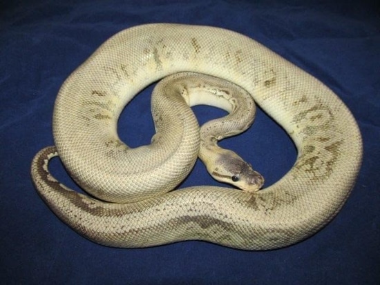 Sterling Ball Python by Silver State Exotics