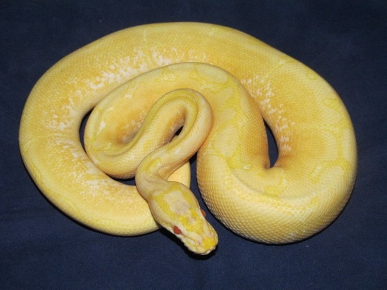 Albino Spider Het VPI Axanthic Ball Python by Silver State Exotics