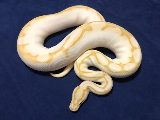 Coral Glow Lesser Bee Sugar Ball Python by Silver State Exotics