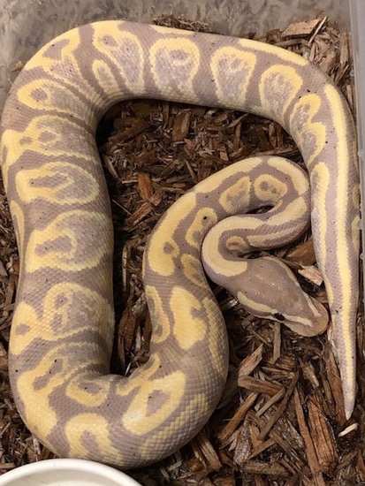 Coral Glow + Ball Python by Silver State Exotics