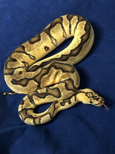 Pastel Enchi Clown Ball Python by Silver State Exotics - MorphMarket
